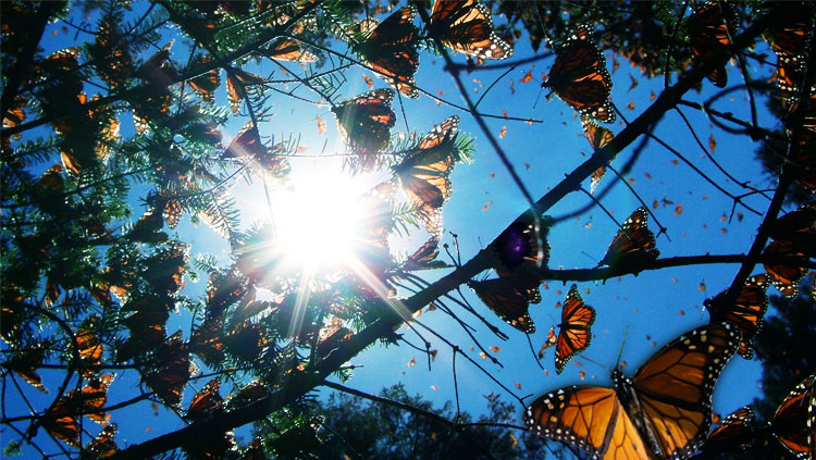 NOVA - Official Website | Journey of the Butterflies