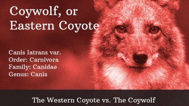 Meet the Coywolf | Full Episode | Nature | PBS