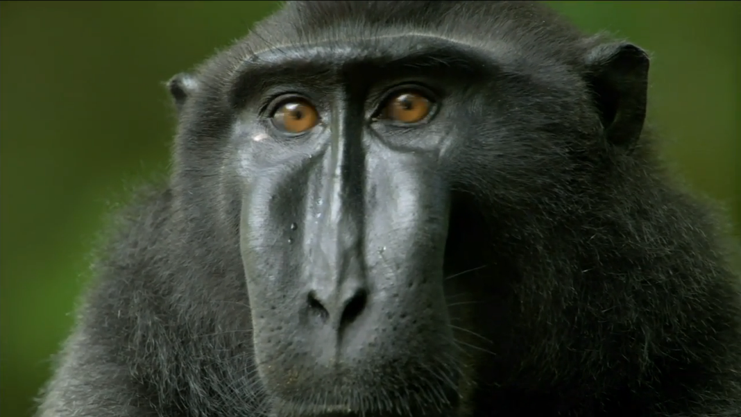 The Funkiest Monkeys ~ Life Inside a Crested Black Macaque Troop | Nature | PBS