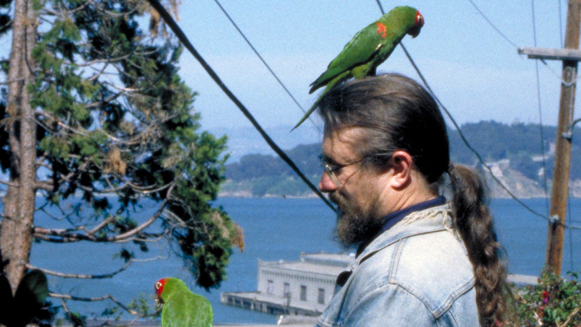 The Wild Parrots of Telegraph Hill | San Francisco Wild Parrots ...