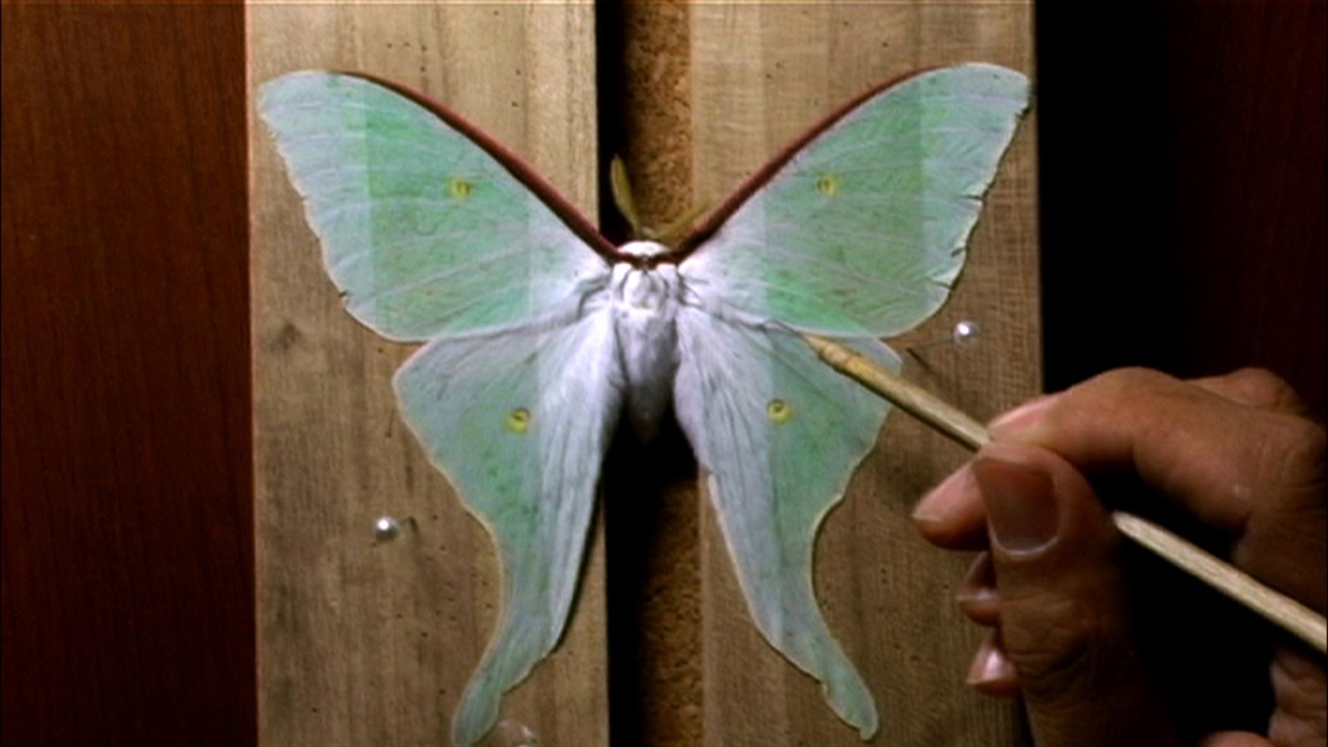 Beetle Queen Conquers Tokyo | Documentary Film about Japanese Bug ...