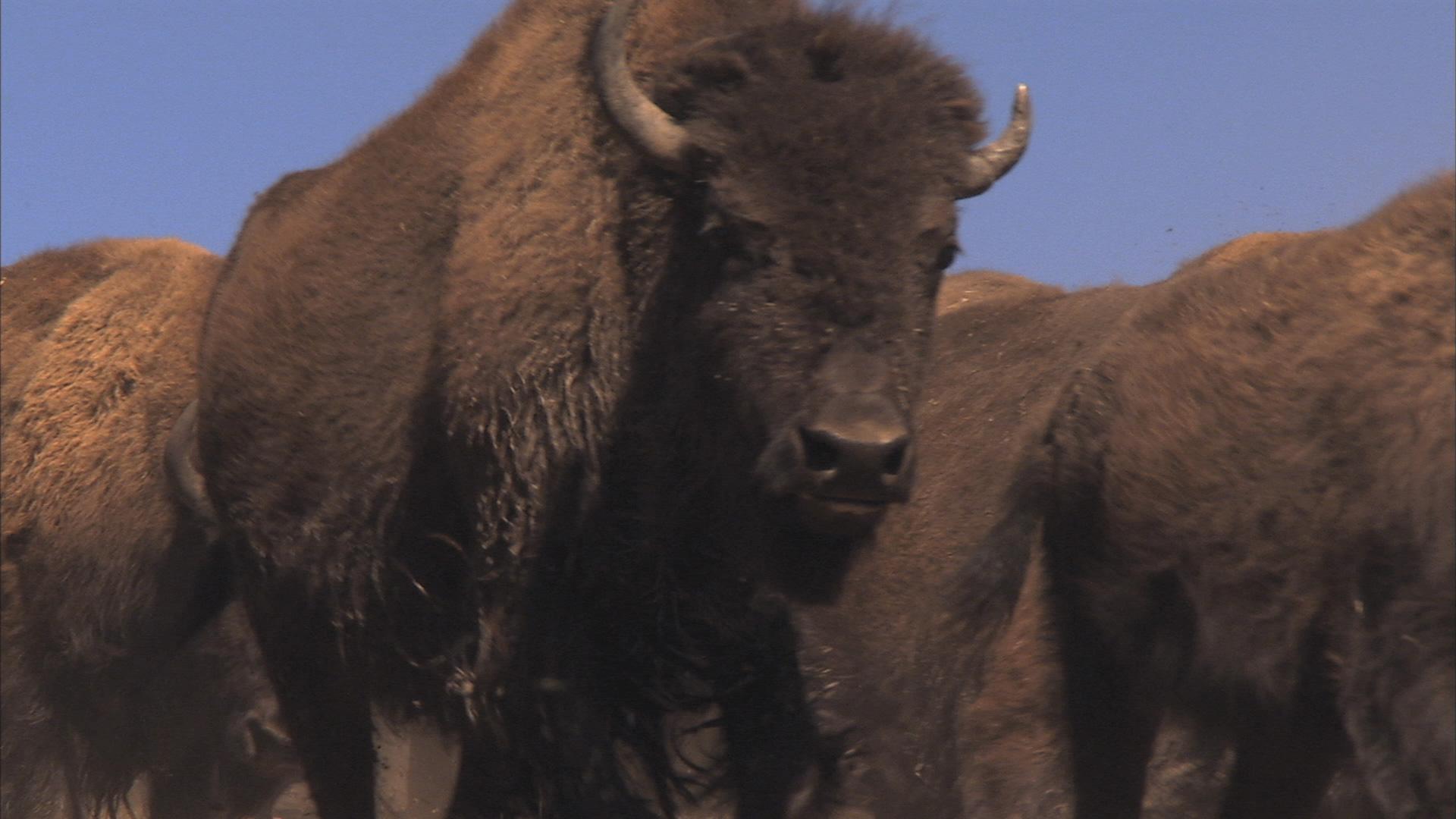 Facing the Storm: Story of the American Bison | Documentary about Bison ...