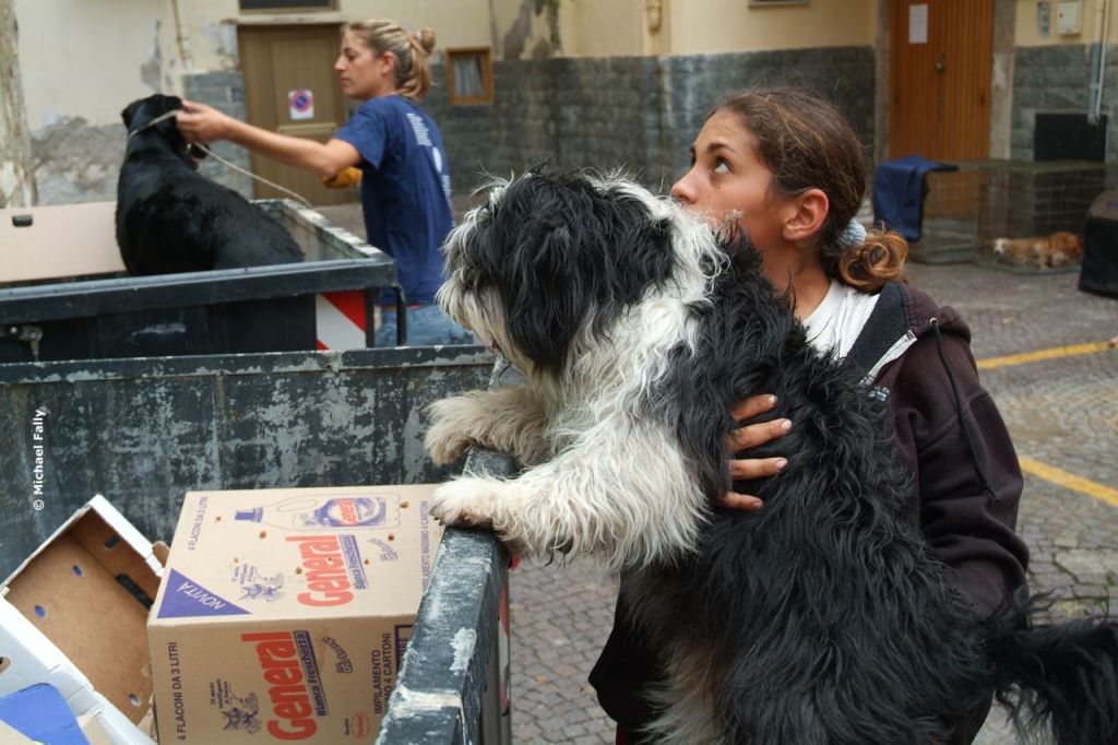 7 Documentaries About Urban Dogs | PBS | Independent Lens