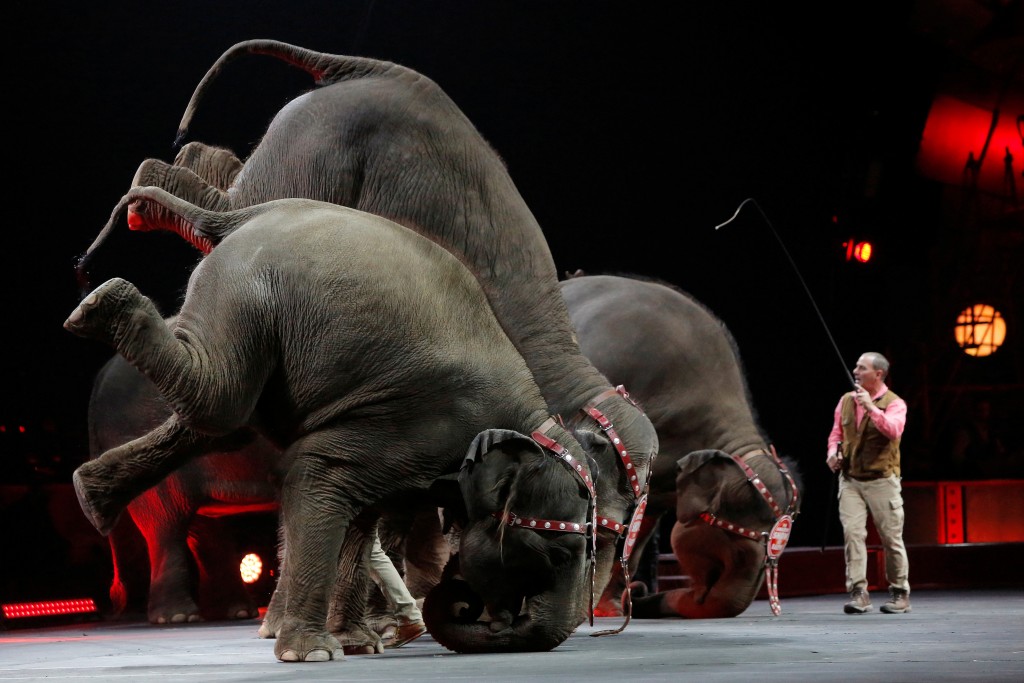 Ringling Brothers Circus Elephants