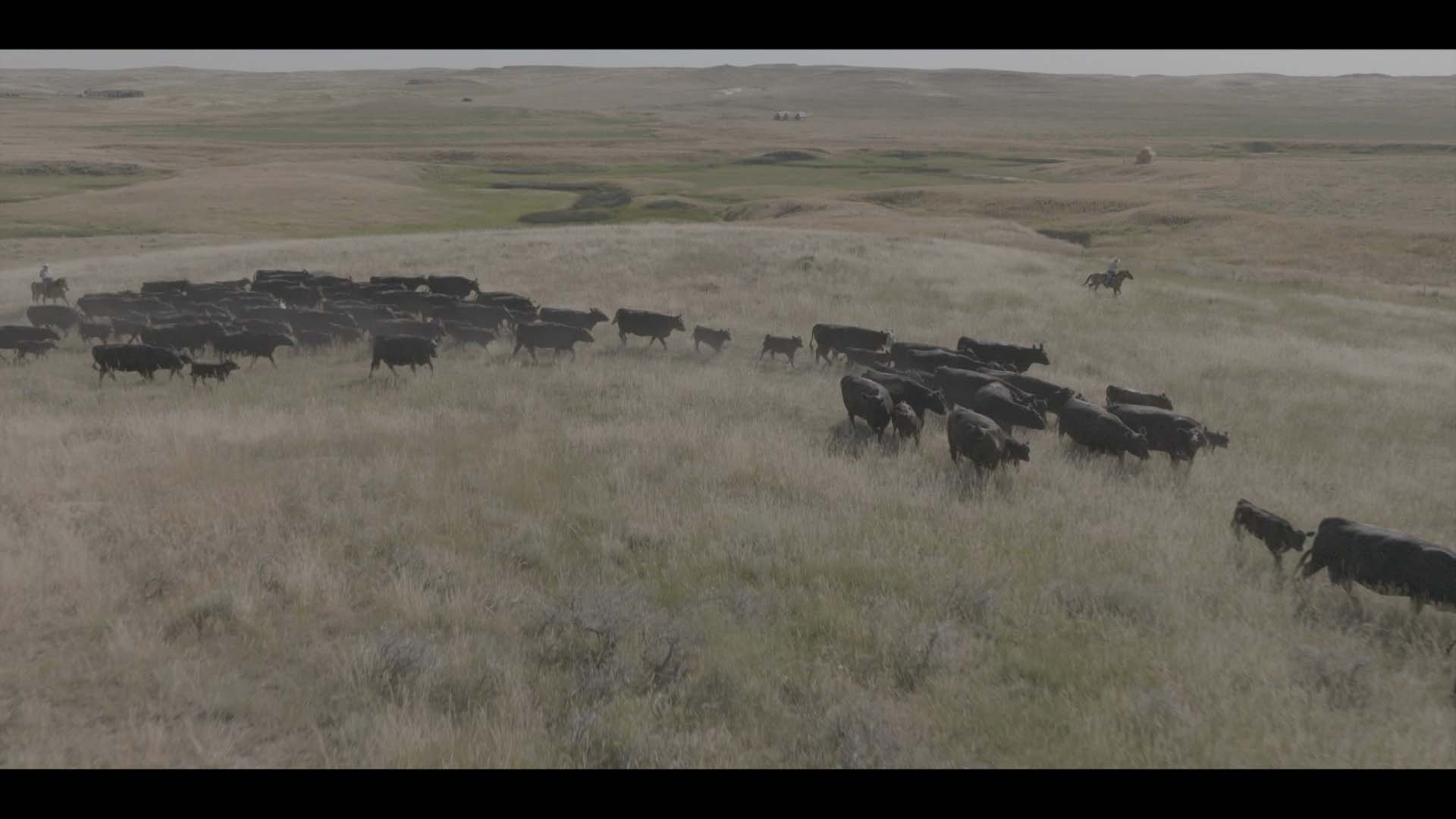 Episode 4: The Cowboy - Iconic America