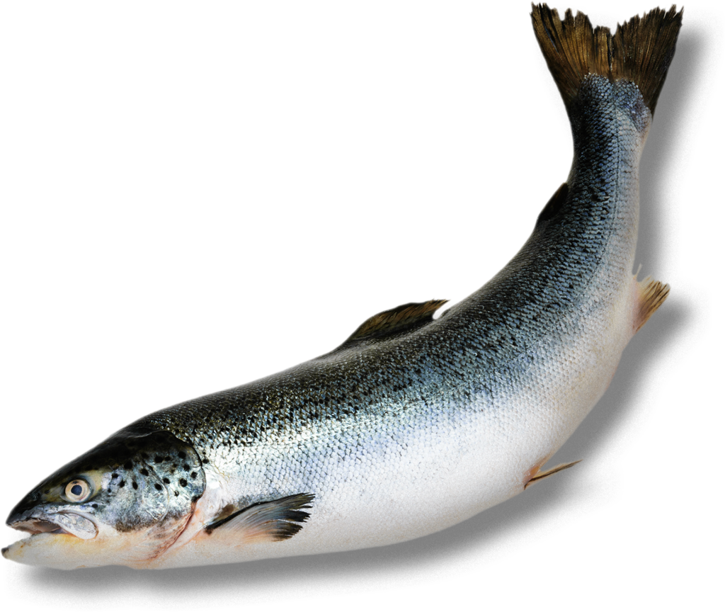 Bald Eagle Road Trip! - Iconic America