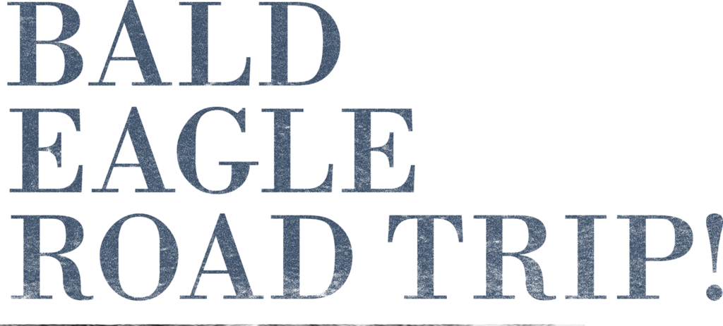 Bald Eagle Road Trip! - Iconic America