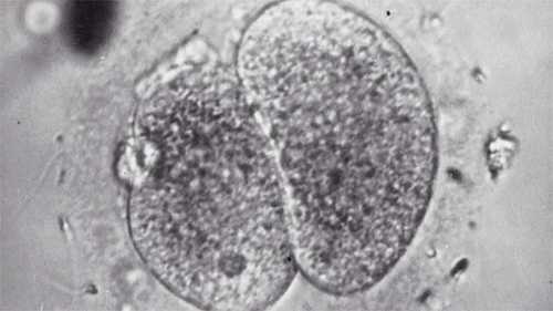 Watch Test Tube Babies | American Experience | Official Site | PBS