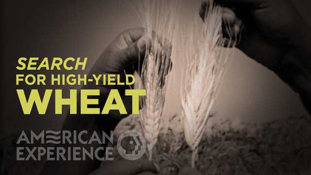 Search for high-yield Wheat | American Experience | Official Site | PBS