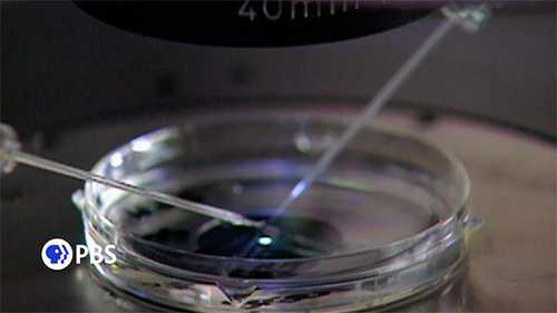 Watch Test Tube Babies | American Experience | Official Site | PBS
