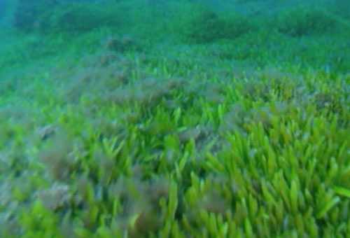 NOVA | Deep Sea Invasion | Battling Introduced Wildlife image 1 | PBS