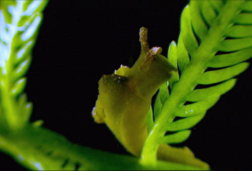 NOVA | Deep Sea Invasion | Battling Introduced Wildlife image 5 | PBS
