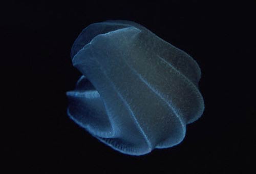 NOVA | Deep Sea Invasion | The Impact of Invasive Species image 3 | PBS