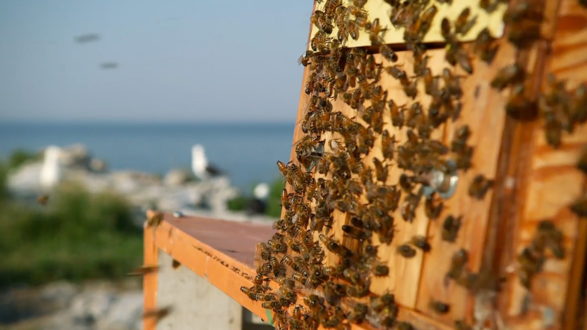 NOVA - Official Website | Hive Mind