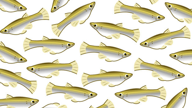 NOVA - Official Website | Invasive Species Matching Game