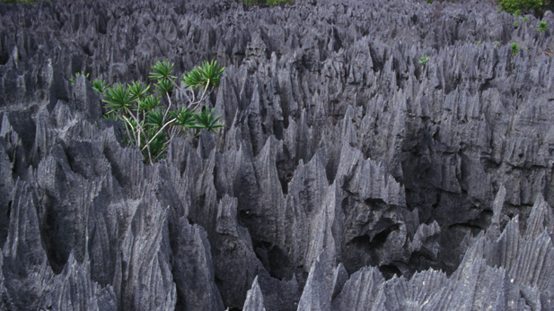 NOVA - Official Website | Explore Madagascar's Ankarana