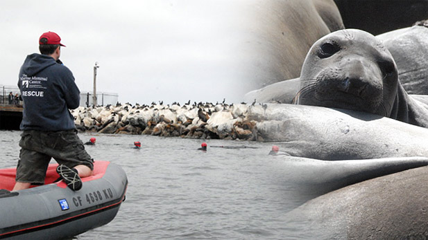 NOVA - Official Website | Ocean Animal Emergency