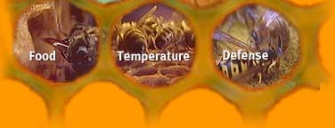 NOVA Online | Tales from the Hive | Anatomy of a Hive