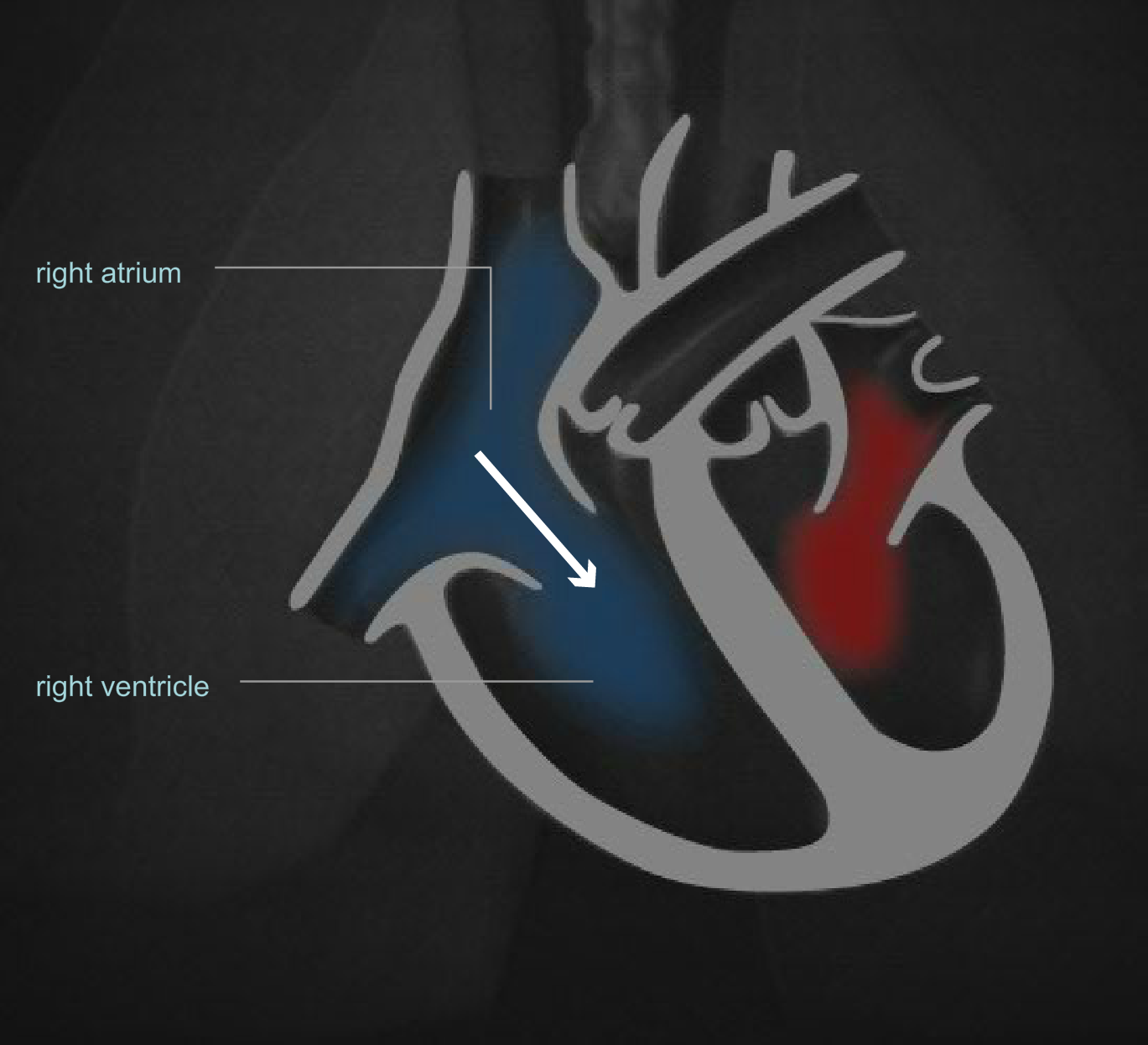 Human Heart Location