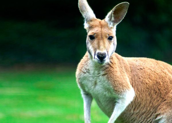 RetroScience: The Surprising Origin Story of the Treadmill | NOVA | PBS