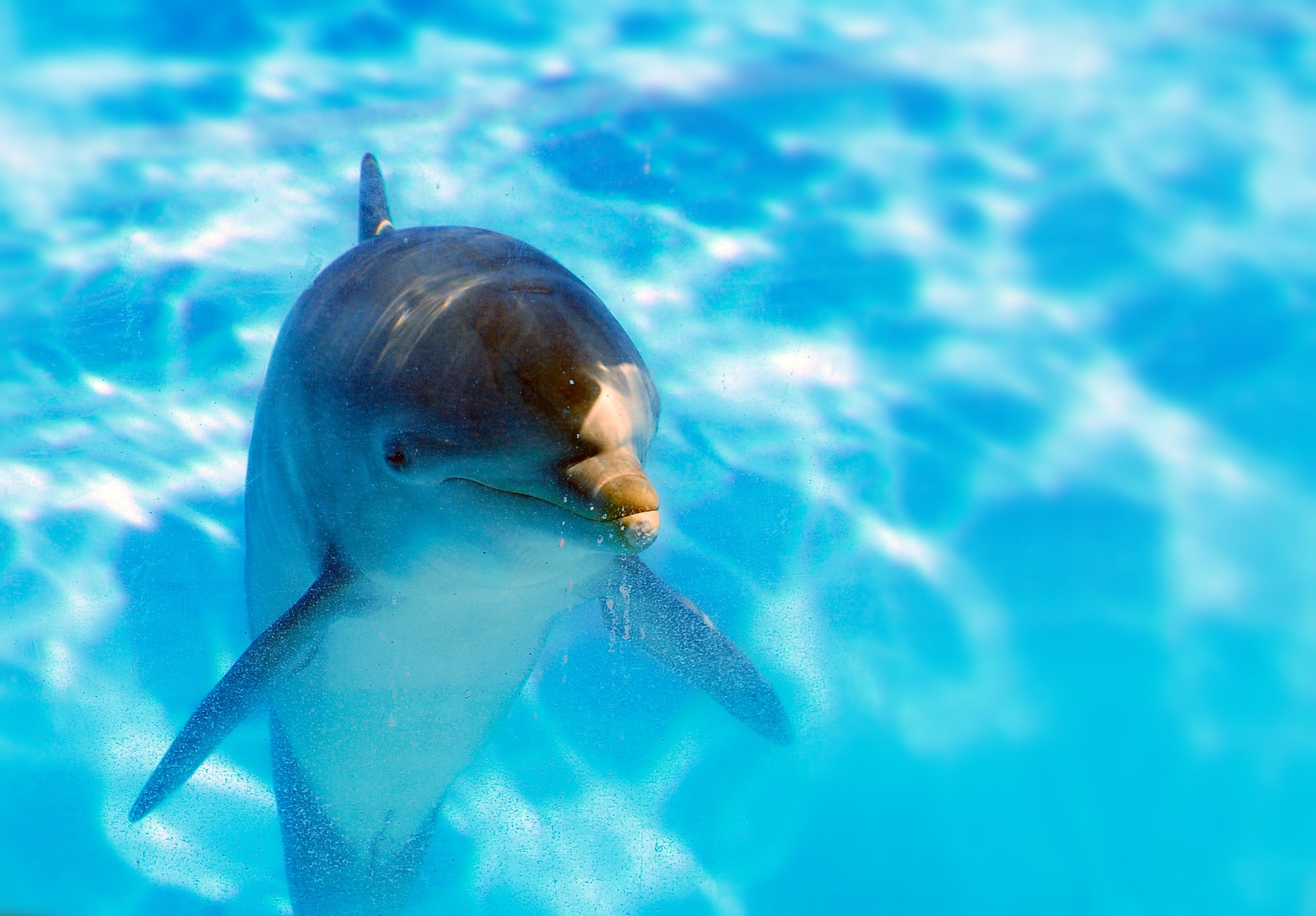 Female dolphins prevent unwanted fertilization with complex vaginas ...
