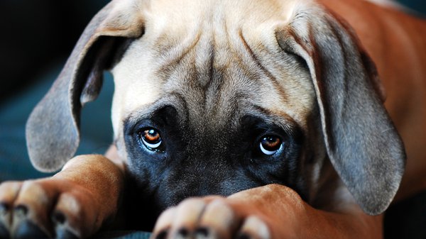 Canines evolved puppy dog eyes to woo human companions | NOVA | PBS