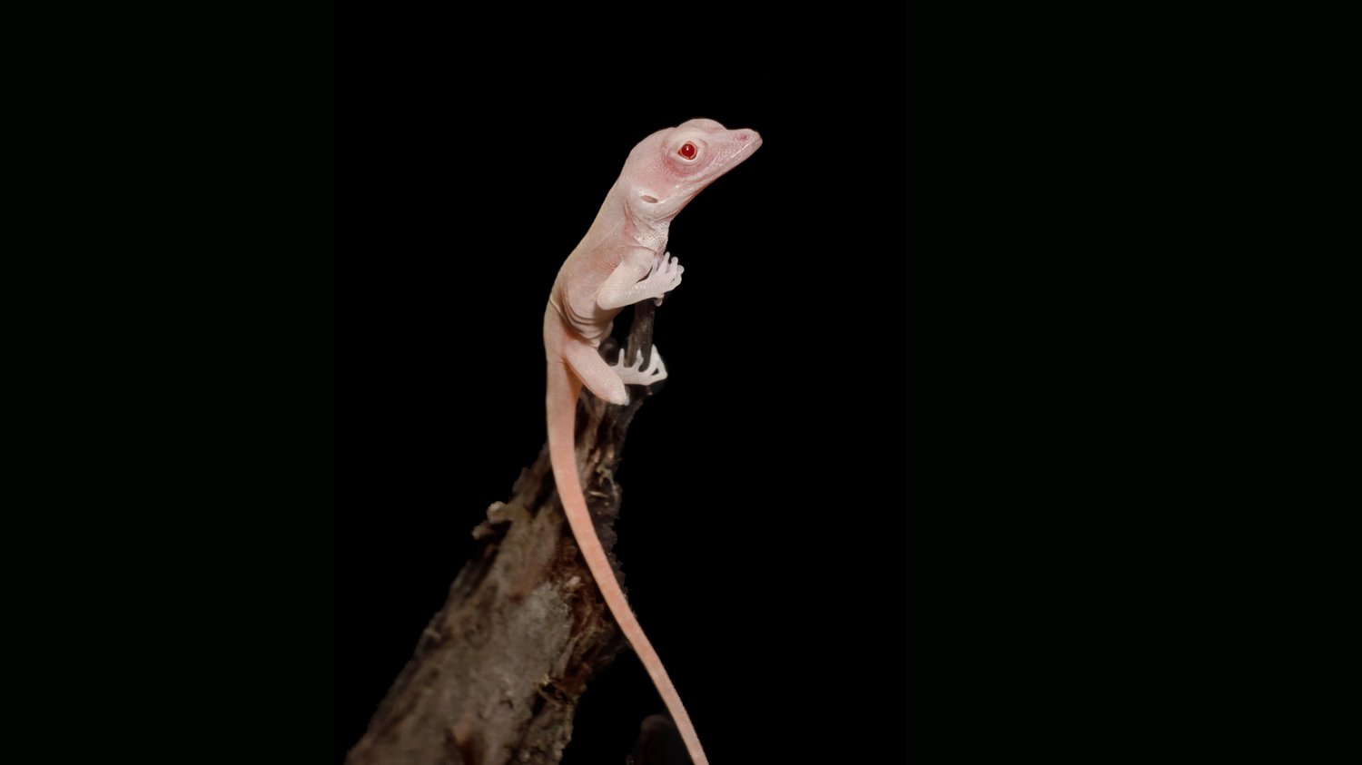 These albino lizards are the first gene-edited non-avian reptiles ...
