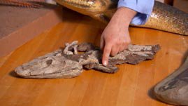 The Evolving Flu | NOVA | PBS