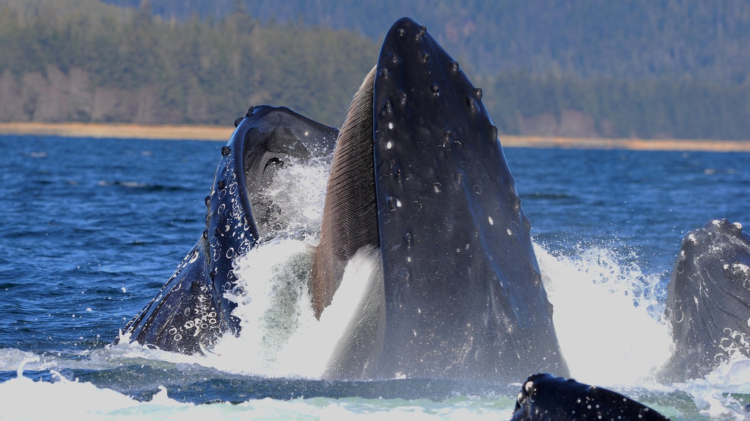 Blue Whale Eating A Human