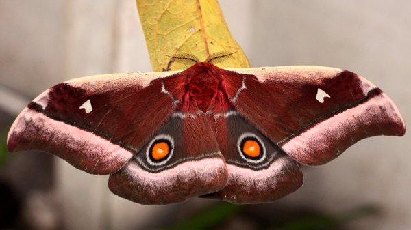 Moths Muffle Bat Sonar with Sound-Absorbing Wings | NOVA | PBS