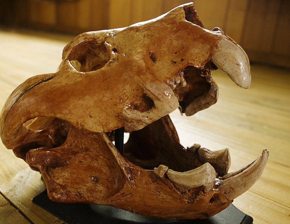 New Fossils Reveal The Predatory Lifestyle Of Australia s Top