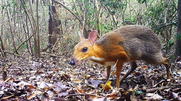 Feast your eyes on the first-ever photos of a silver-backed chevrotain ...