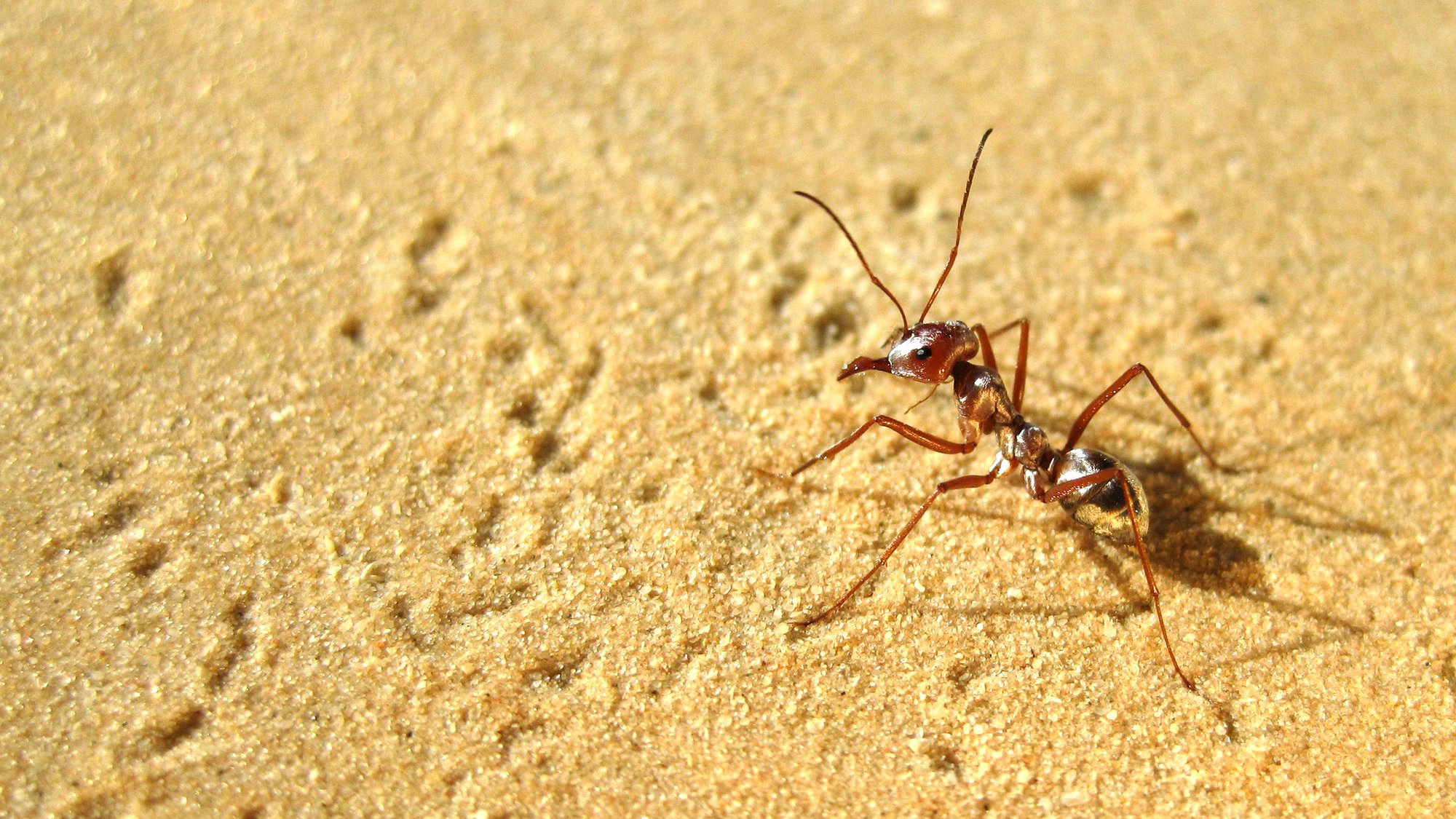 World’s fastest-running ant scuttles over scalding Saharan sands at ...