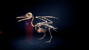 Dino Birds | NOVA | PBS