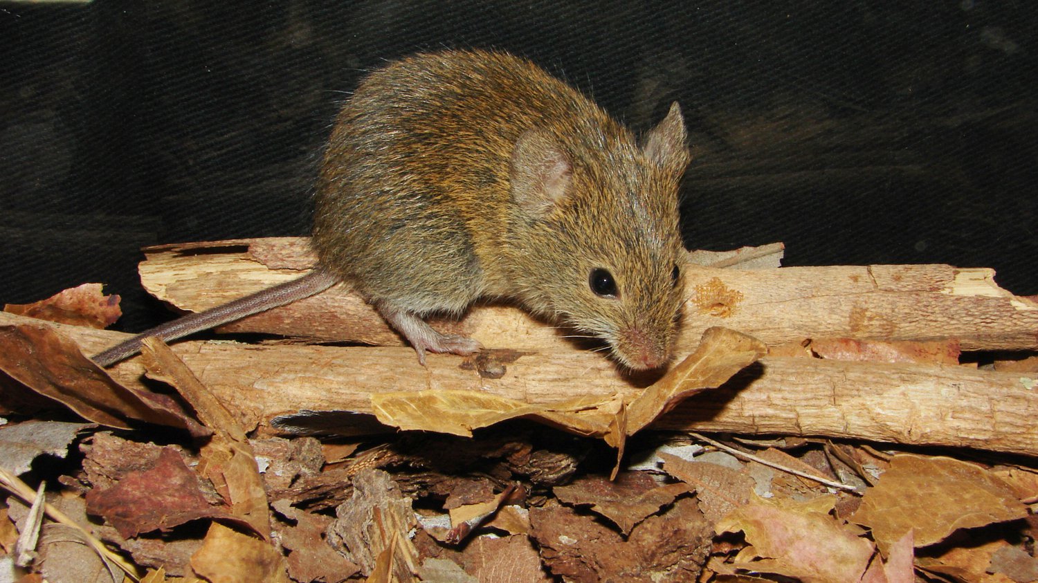 Seeing ‘evolution in real time’: Mice blend in to survive | NOVA | PBS