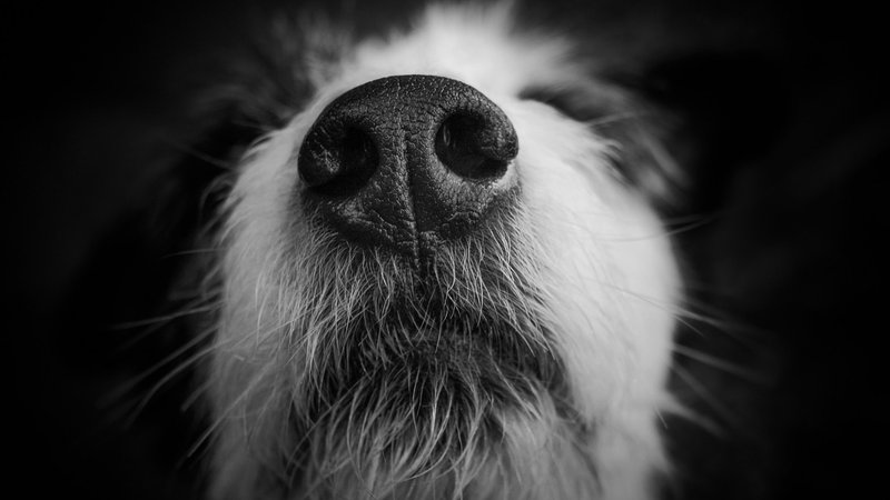 6 stinking cool facts about dog noses | NOVA | PBS