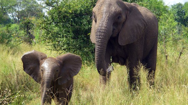 Extreme ivory poaching led to tuskless elephants in Mozambique | NOVA | PBS
