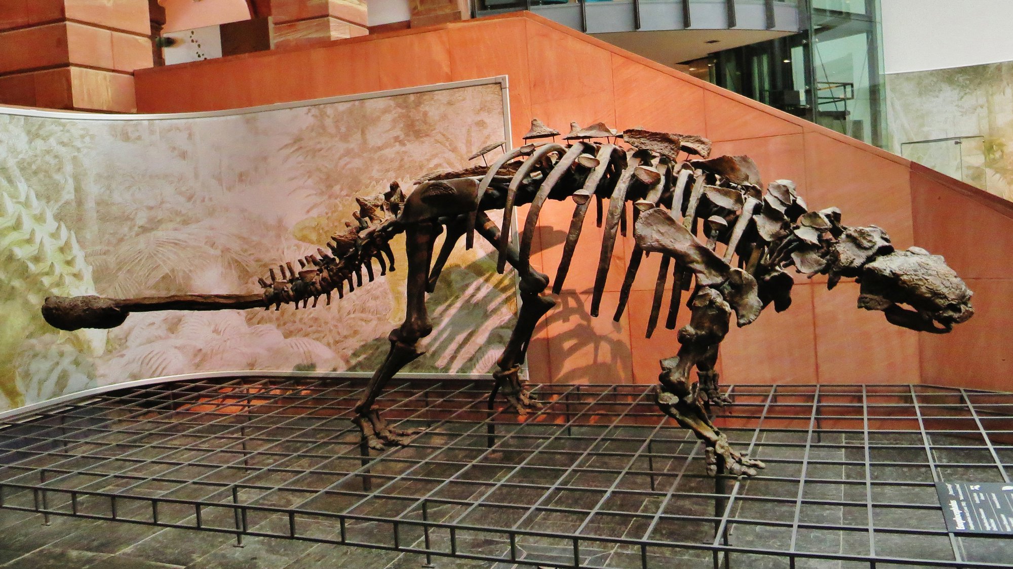 A student’s curiosity might change how we classify dinosaurs | NOVA | PBS