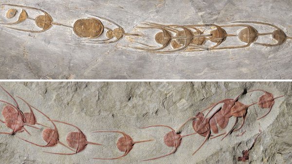 These 480-million-year-old conga lines preserve early signs of group ...
