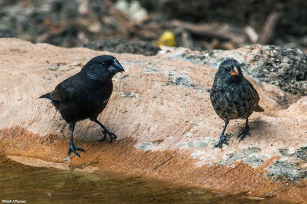 World’s loudest bird flirts by screaming in your face | NOVA | PBS