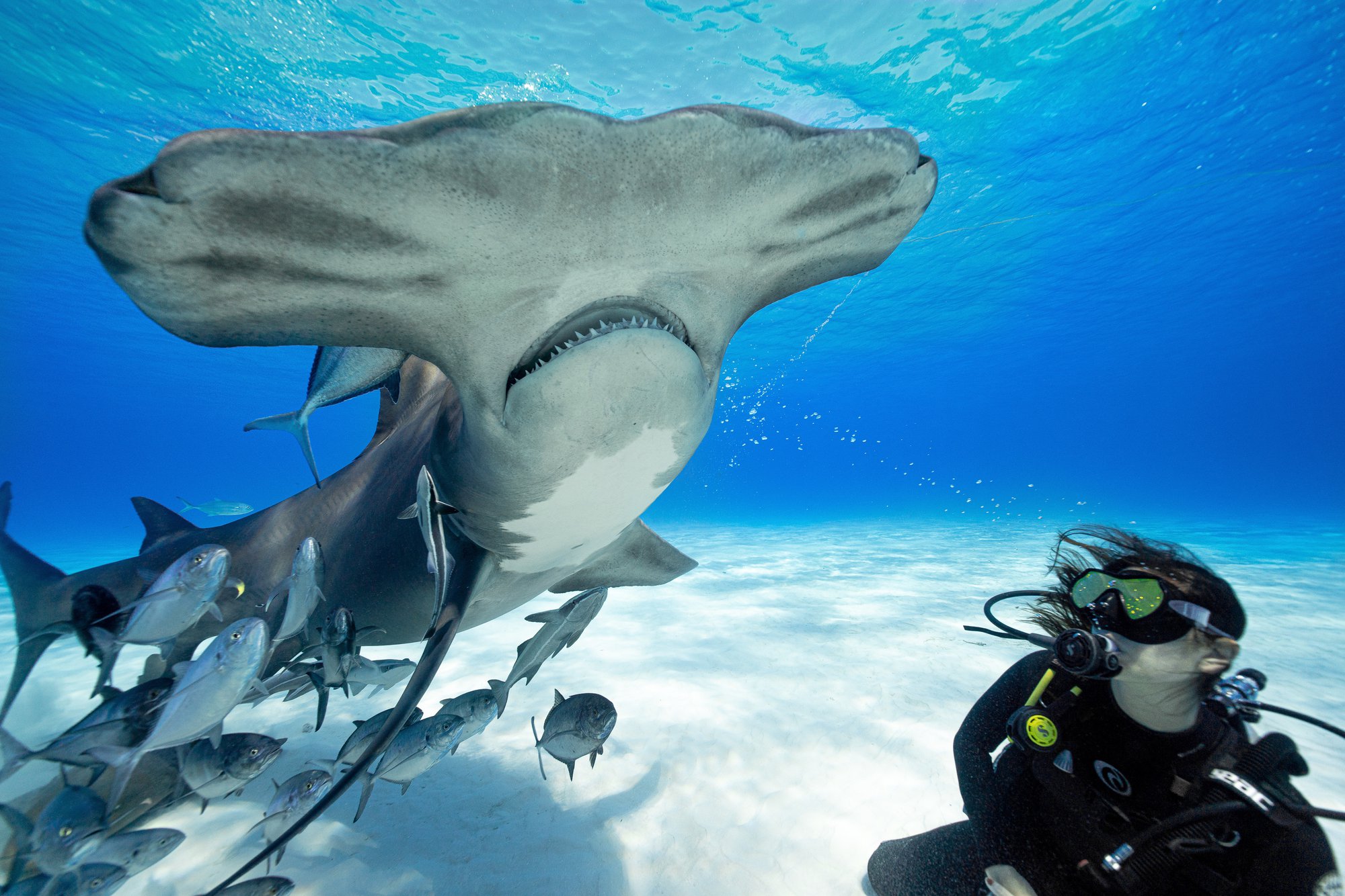 Meet the women diversifying shark science | NOVA | PBS