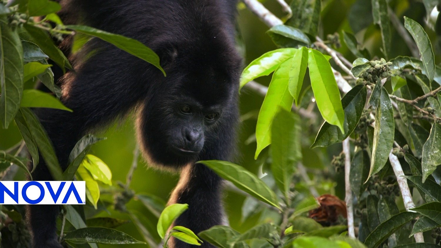 Planet Earth | Articles, Videos, & Interactives | NOVA | PBS