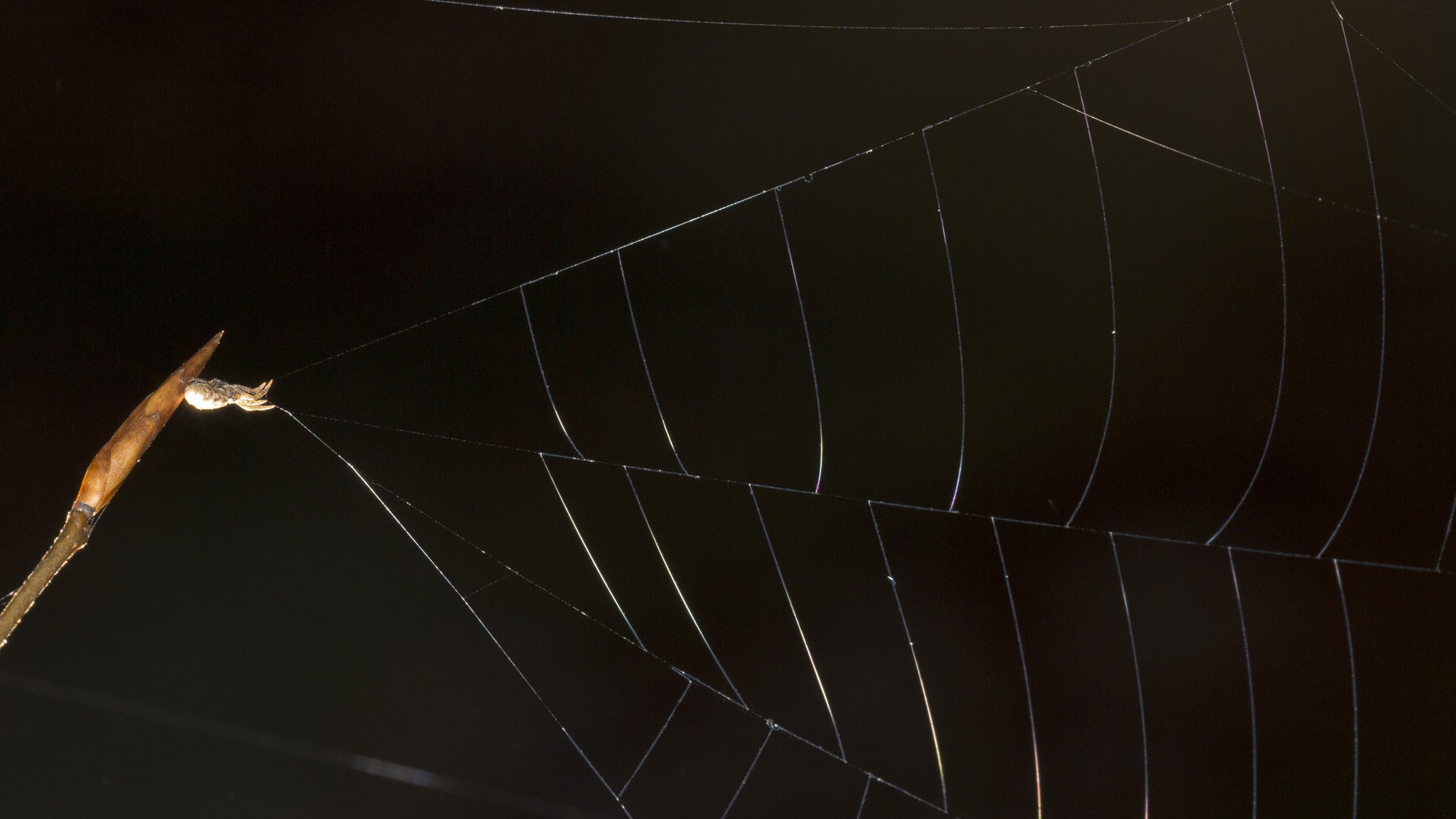 World’s fastest-running ant scuttles over scalding Saharan sands at ...