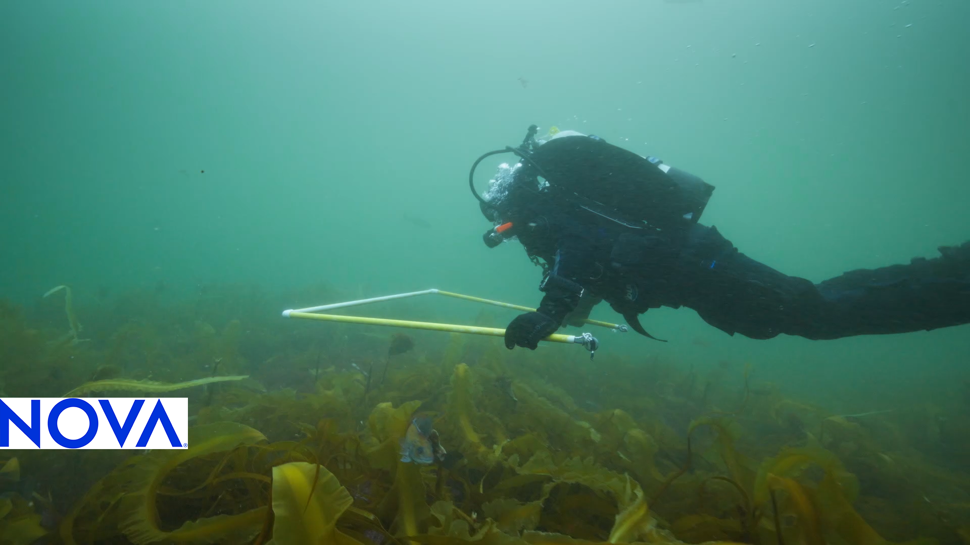 Nature | Articles, Videos, & Interactives | NOVA | PBS