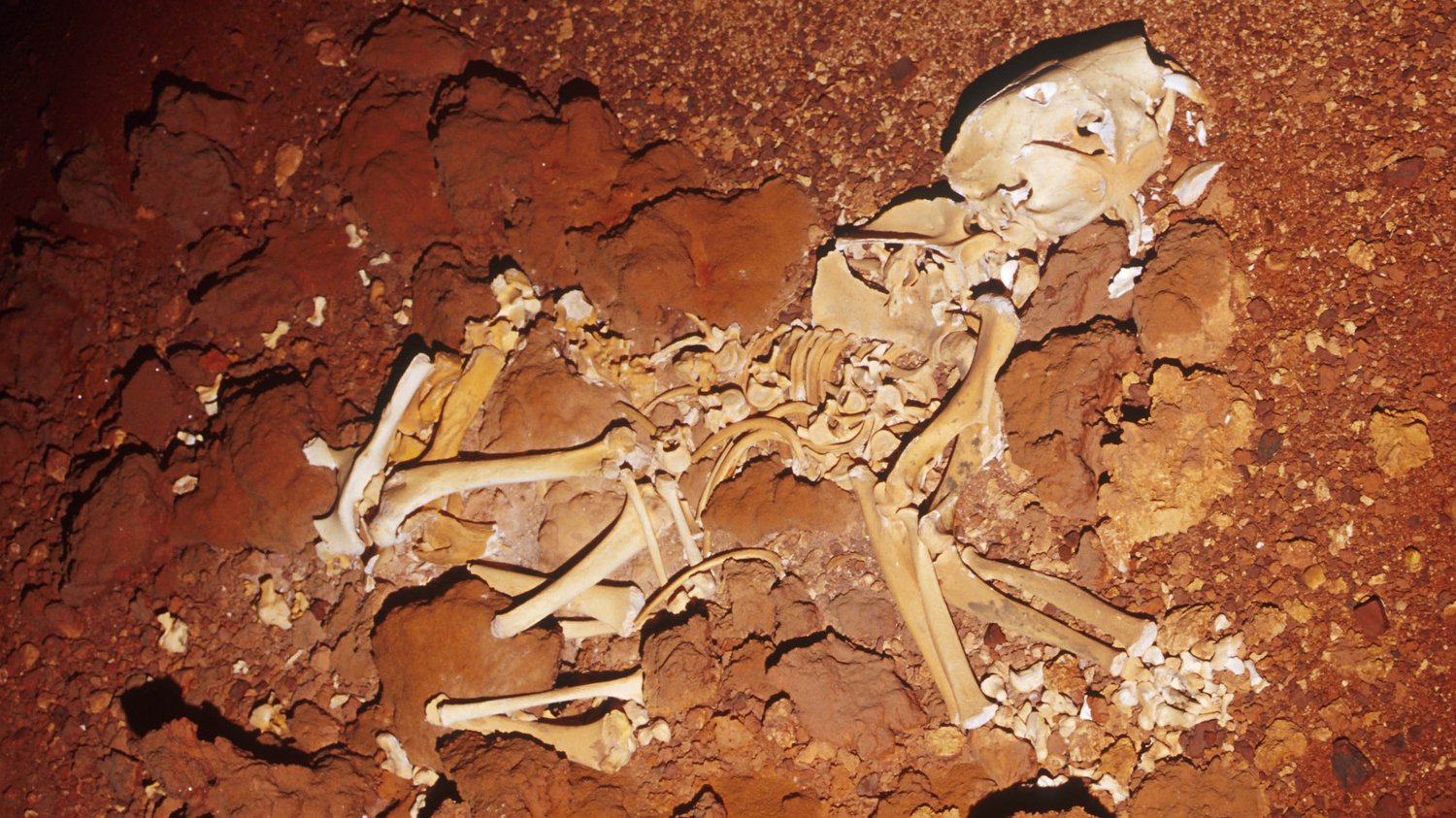 Meet Cambroraster falcatus , the sediment-sifting ‘Roomba’ of the ...