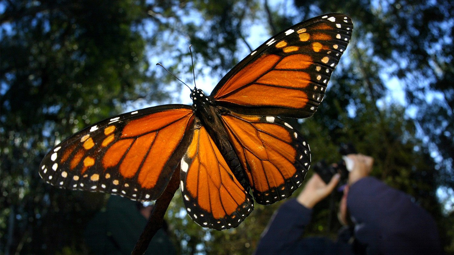 Western monarch populations grew over 100-fold in 2021. Why? | NOVA | PBS