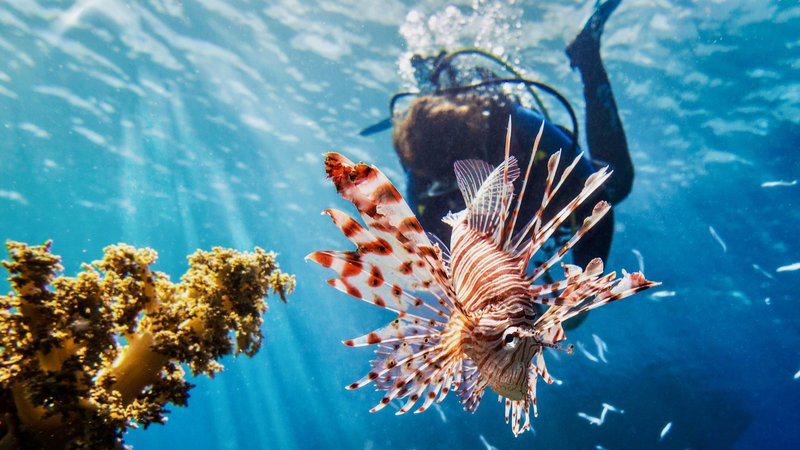 8 wild nature documentaries to watch now on NOVA | NOVA | PBS