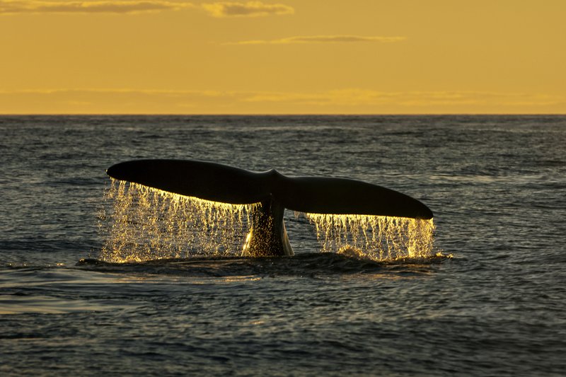 Planet Earth | Articles, Videos, & Interactives | NOVA | PBS