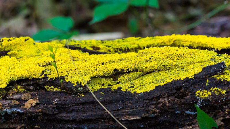Eight smart things slime molds can do without a brain | NOVA | PBS
