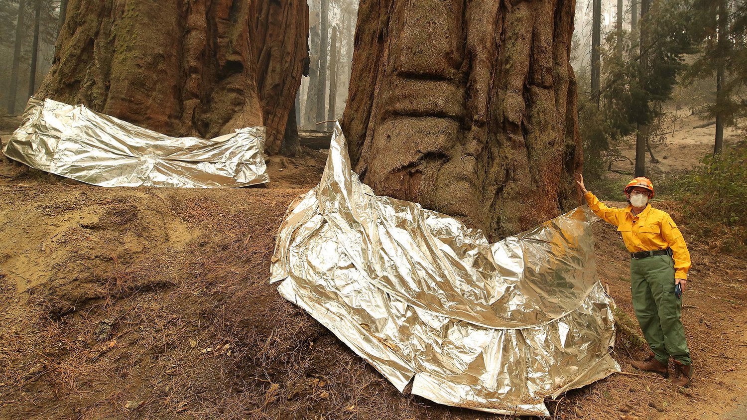 How aluminum wrap protects sequoias from wildfire | NOVA | PBS